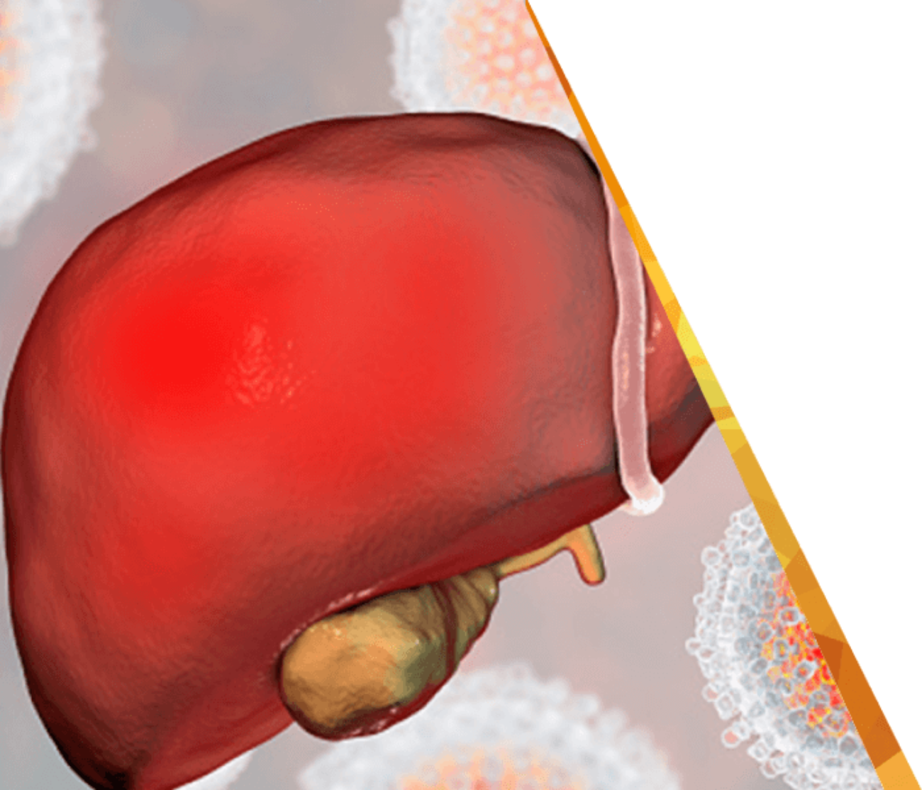 Cum ai grija de ficat și iti recapeți vitalitatea?