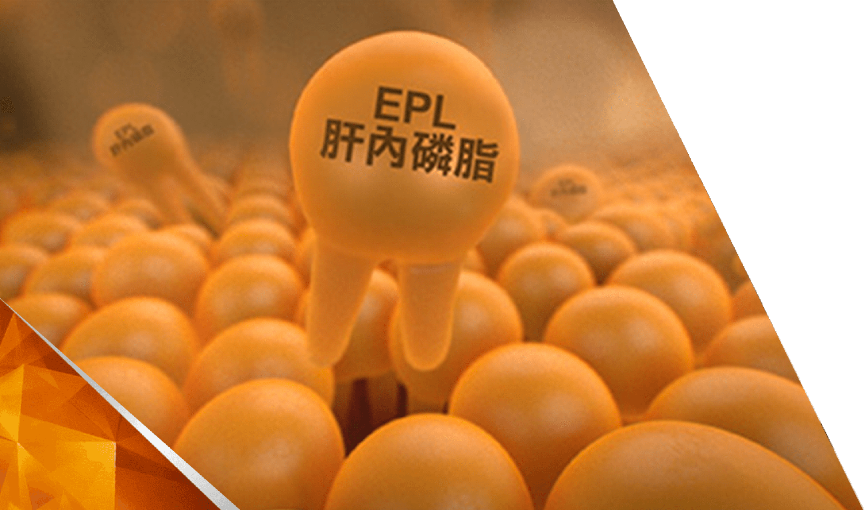 Check who & what the phospholipids are intended for